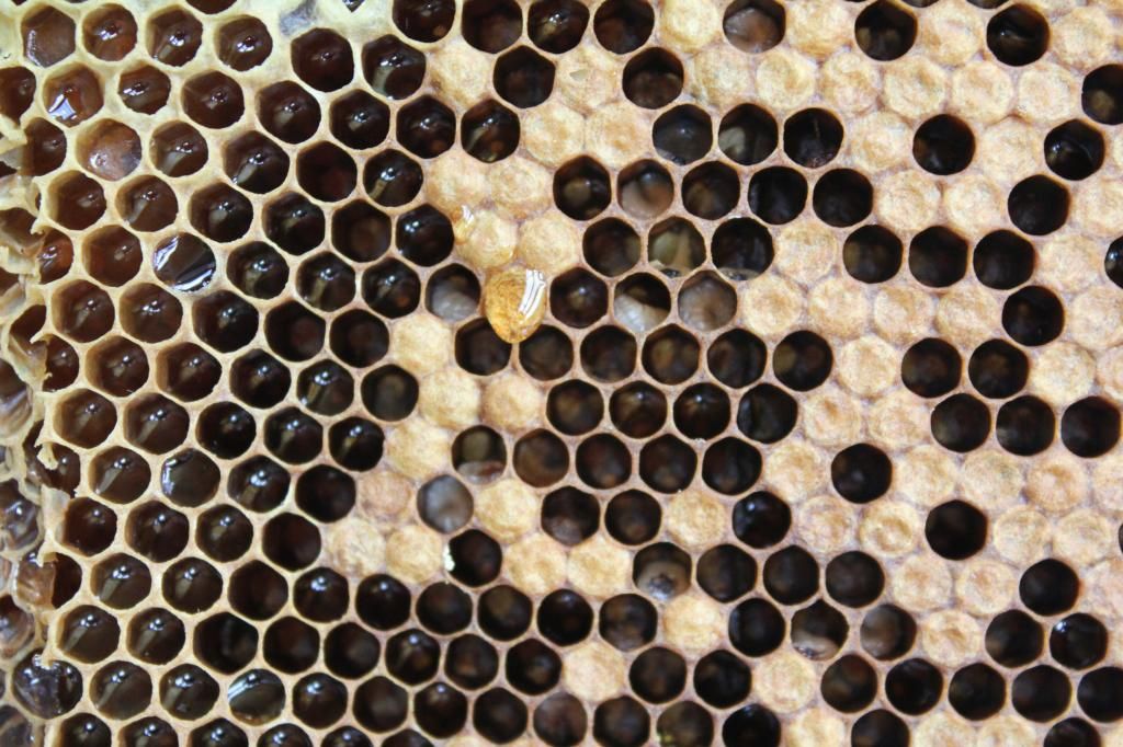 EFB Can they be saved? | Beesource Beekeeping Forums