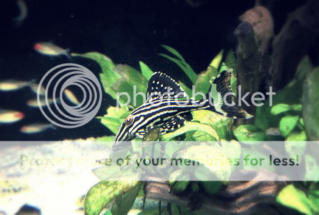 new catch of the day - L52 and L190 - Arofanatics Fish Talk Forums