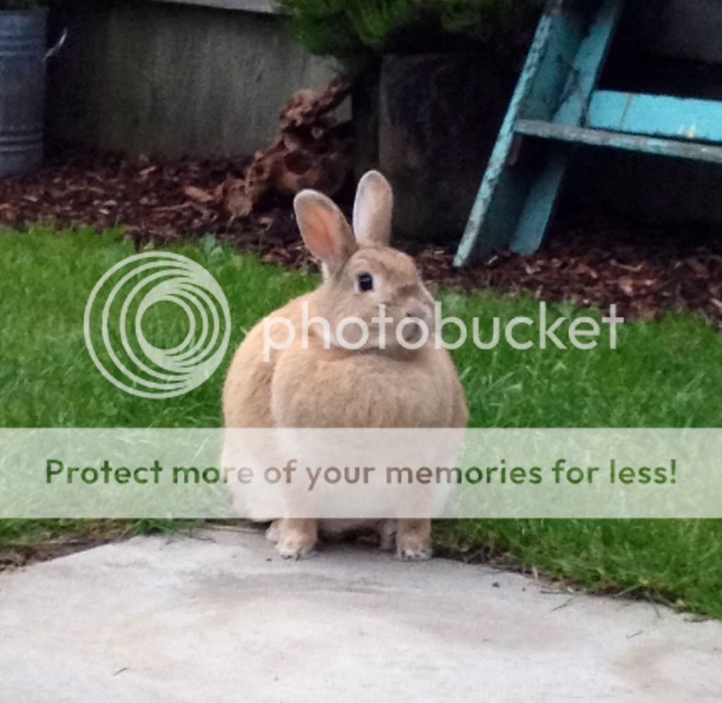 My new fat bunny statue.... Too many pics!! | Rabbits United