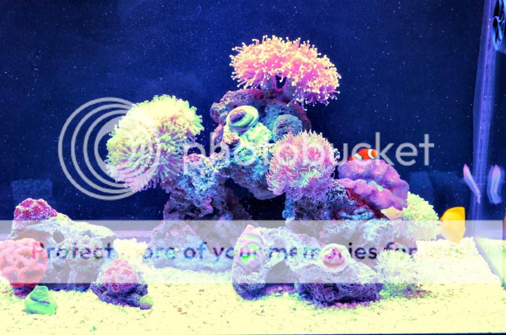 75 gallon LPS focused tank - Reef Central Online Community
