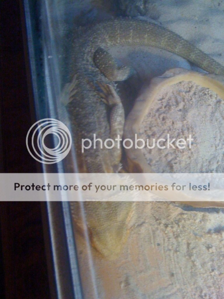 Lizard sleeping positions | Page 3 | Reptile Forums